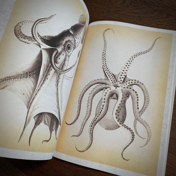 Squid Scientific Illustration
